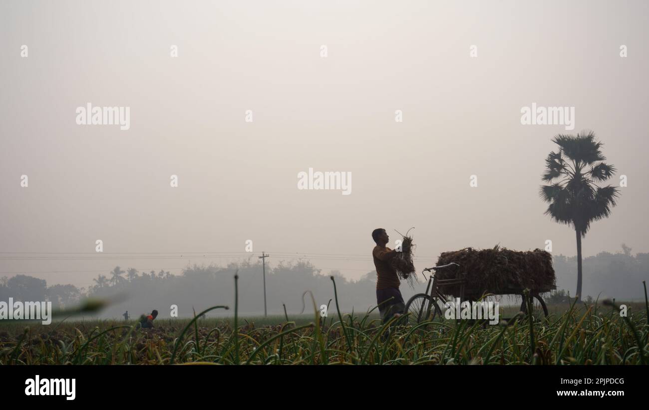 Bangladesh is a vast agricultural land. The farmer is working in the ...