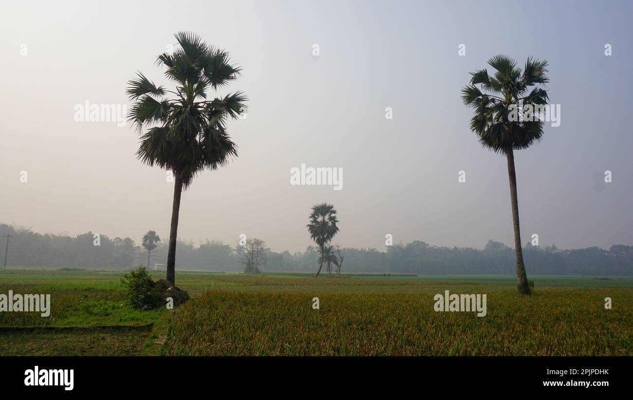 Bangladesh is a vast crop field. A palm tree stands in the distance ...