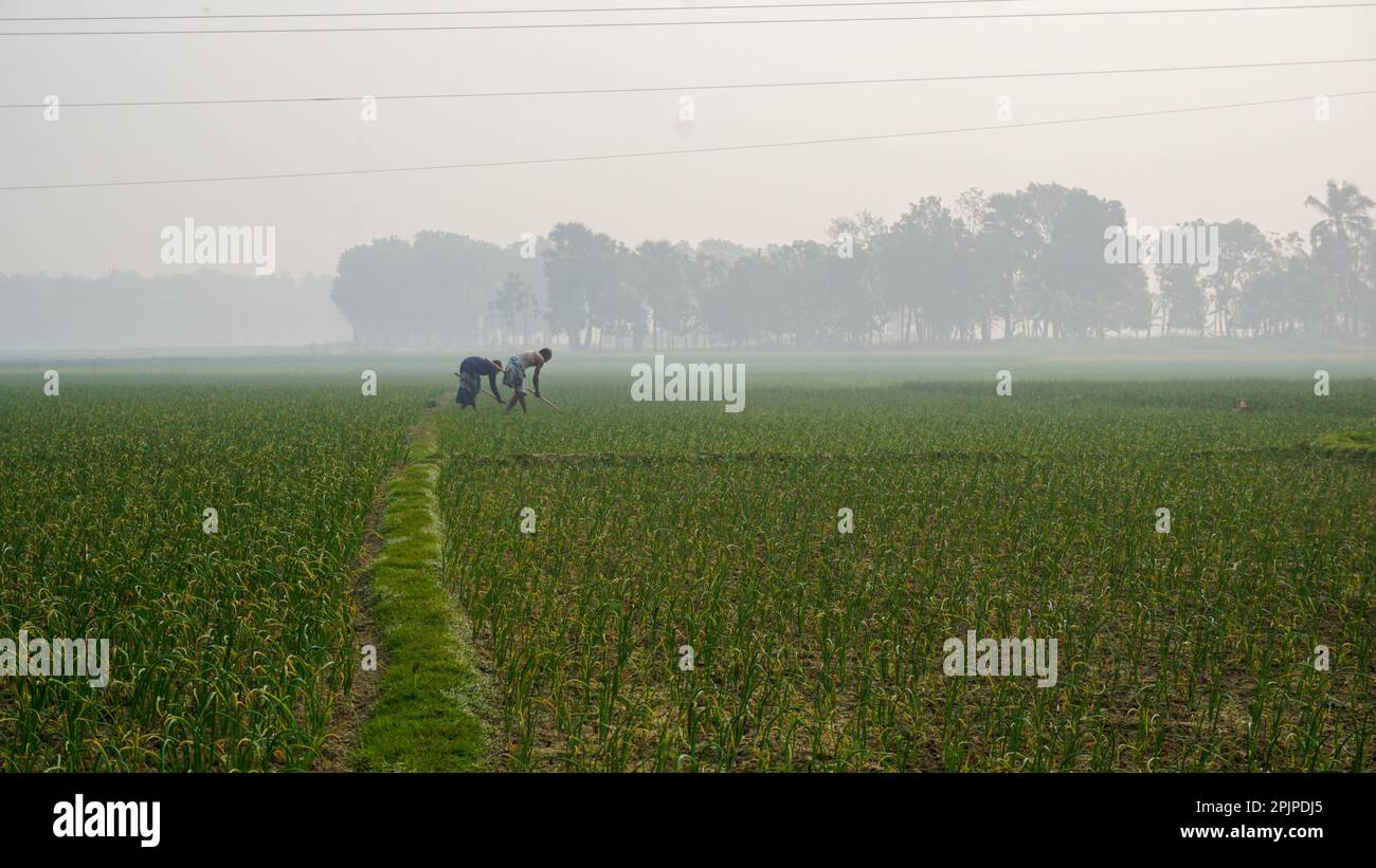 Farmar in paddy field hi-res stock photography and images - Alamy