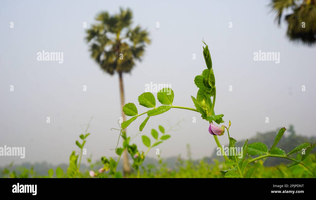 Crop field of Bangladesh. Vast pea fields. Close up photo of pea flower ...
