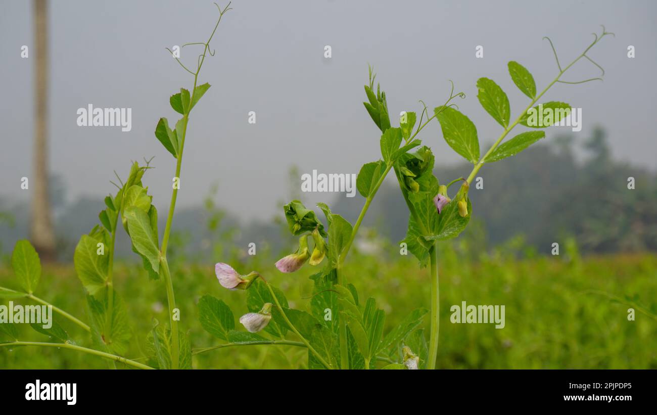 Crop field of Bangladesh. Vast pea fields. Close up photo of pea flower ...