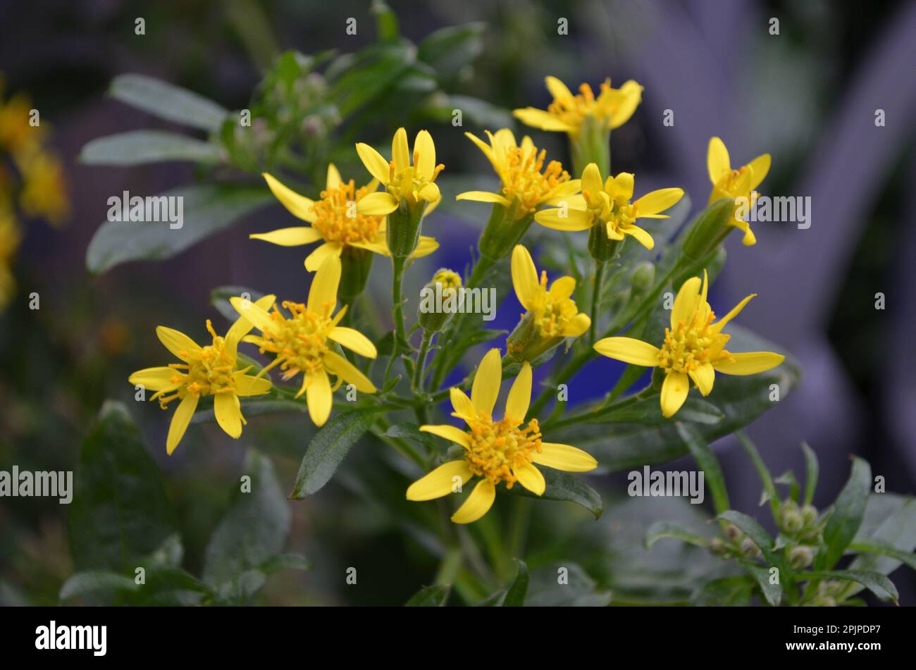 Exploding blossoms hi-res stock photography and images - Alamy