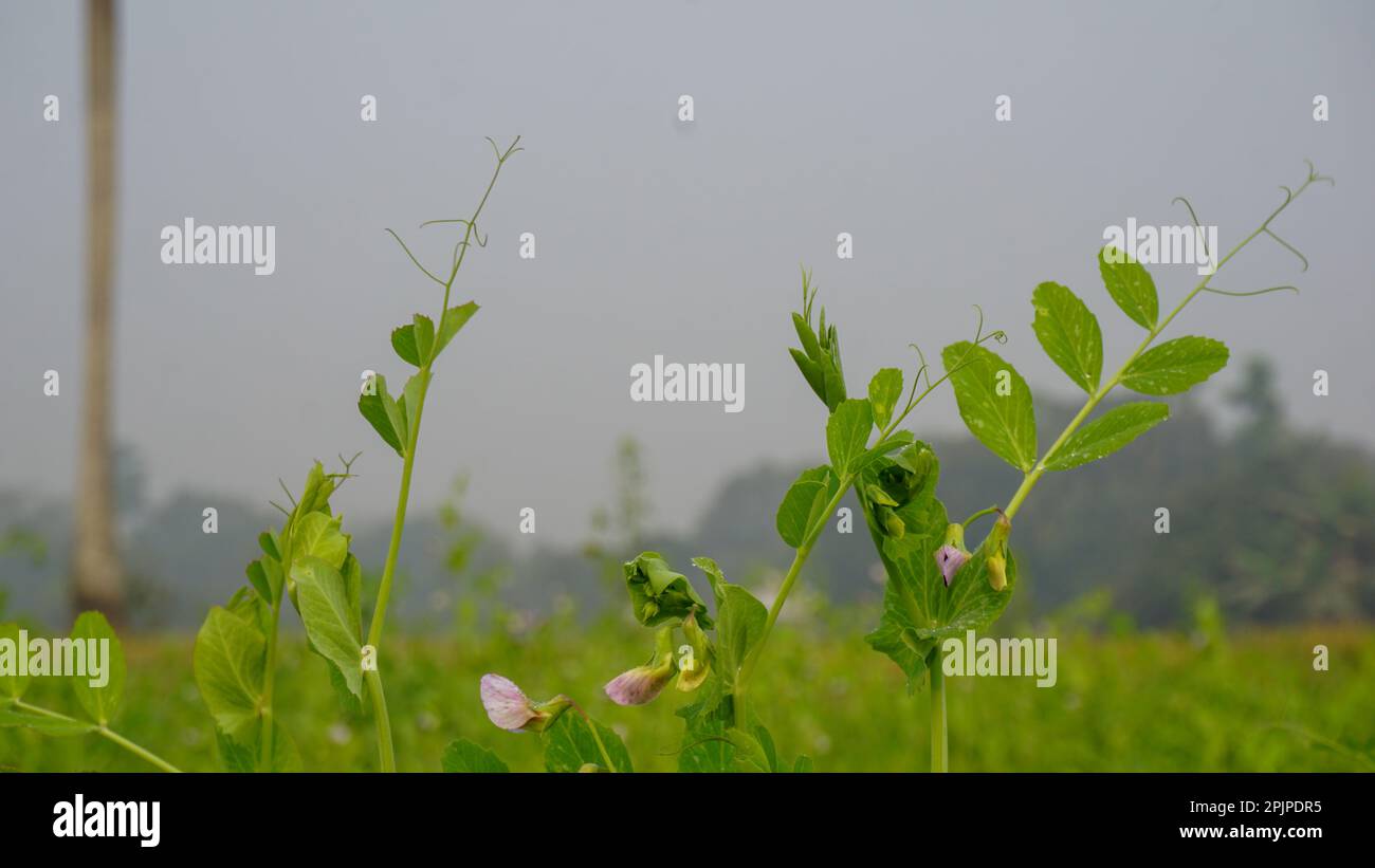 The vast pea fields of Bangladesh. crop field Close up photo of pea ...