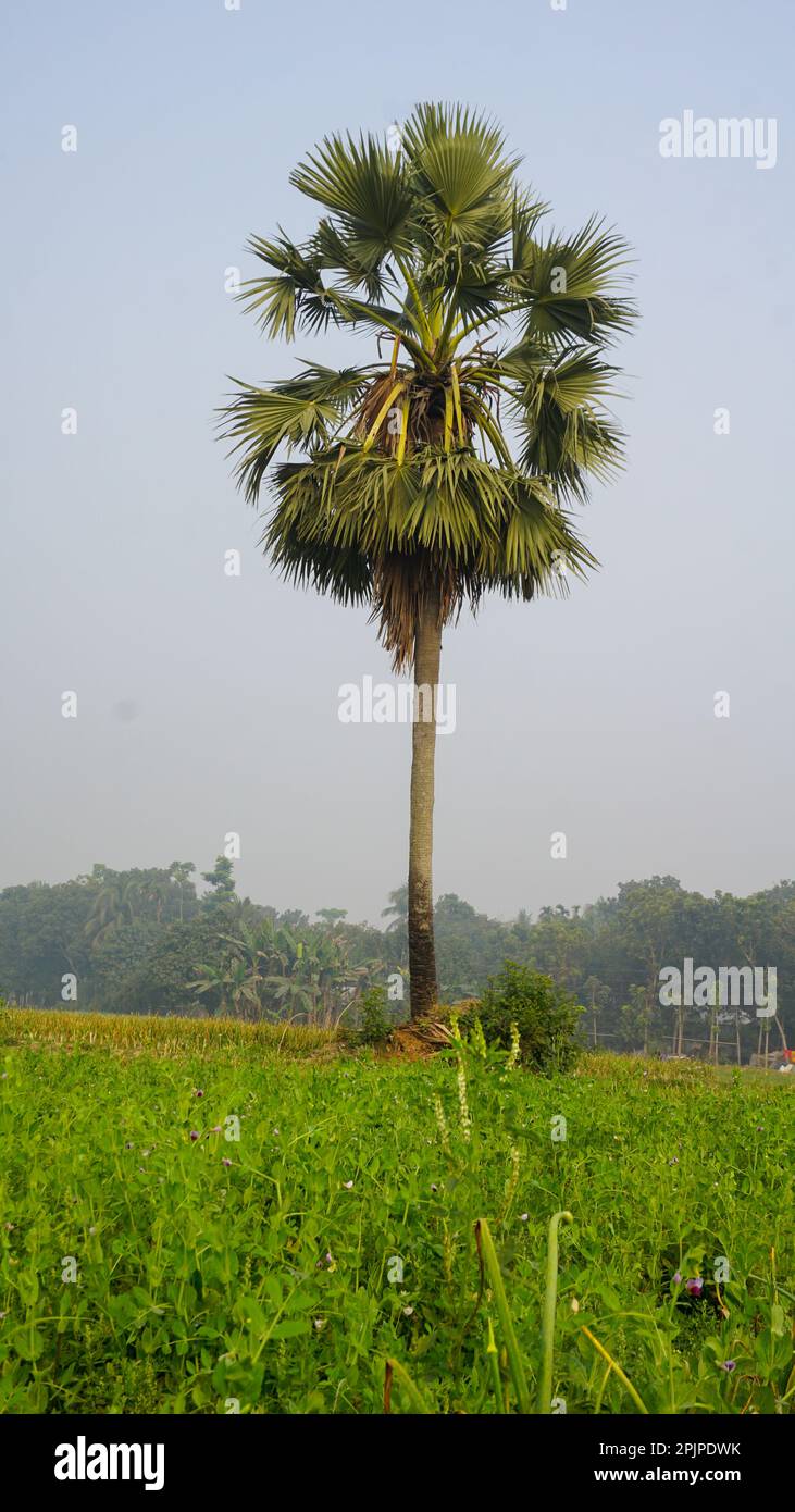 Bangladesh is a vast crop field. A palm tree stands in the distance ...