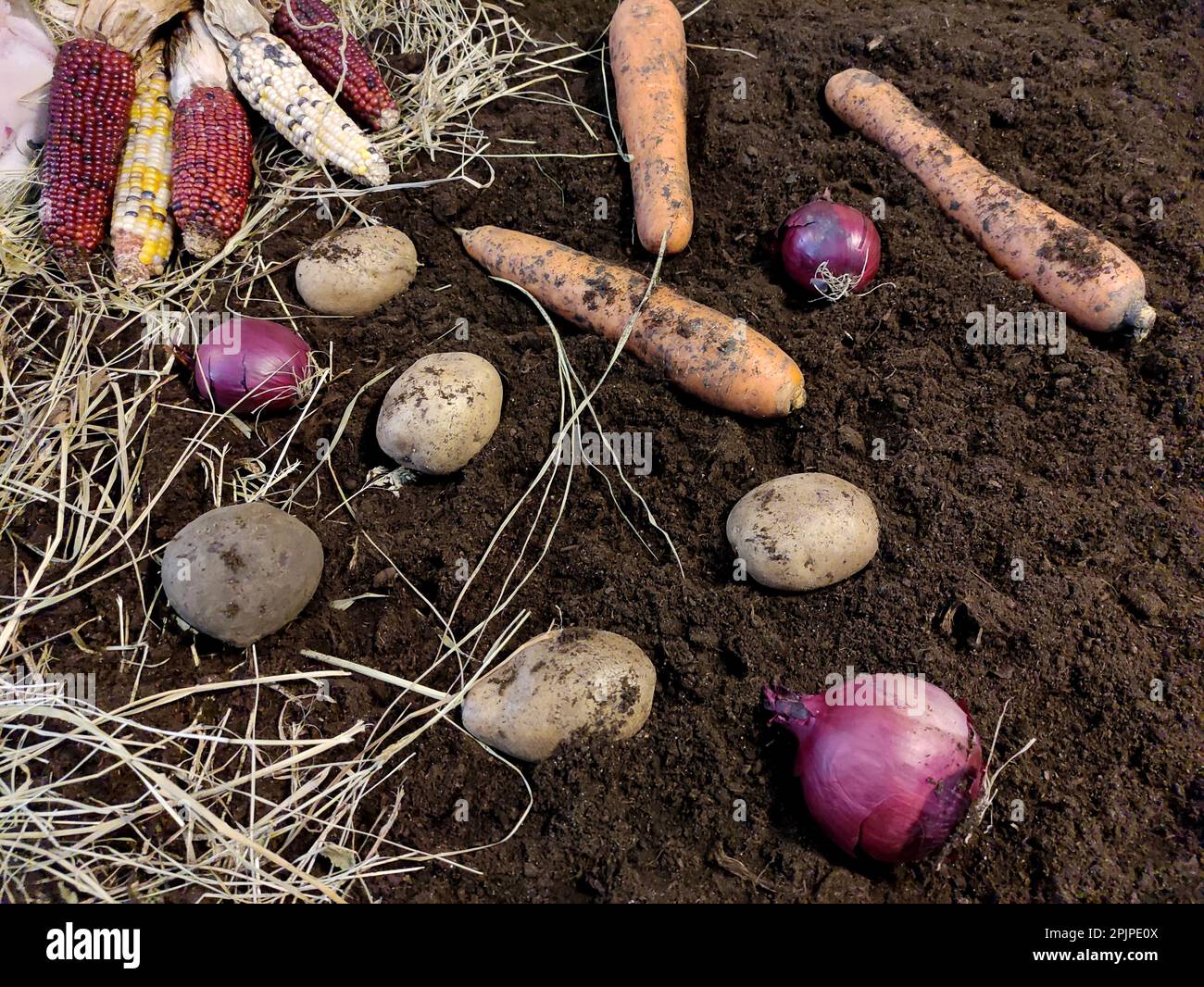 KYIV, UKRAINE - APRIL 03, 2023 - Carrots, onions and potatoes are ...