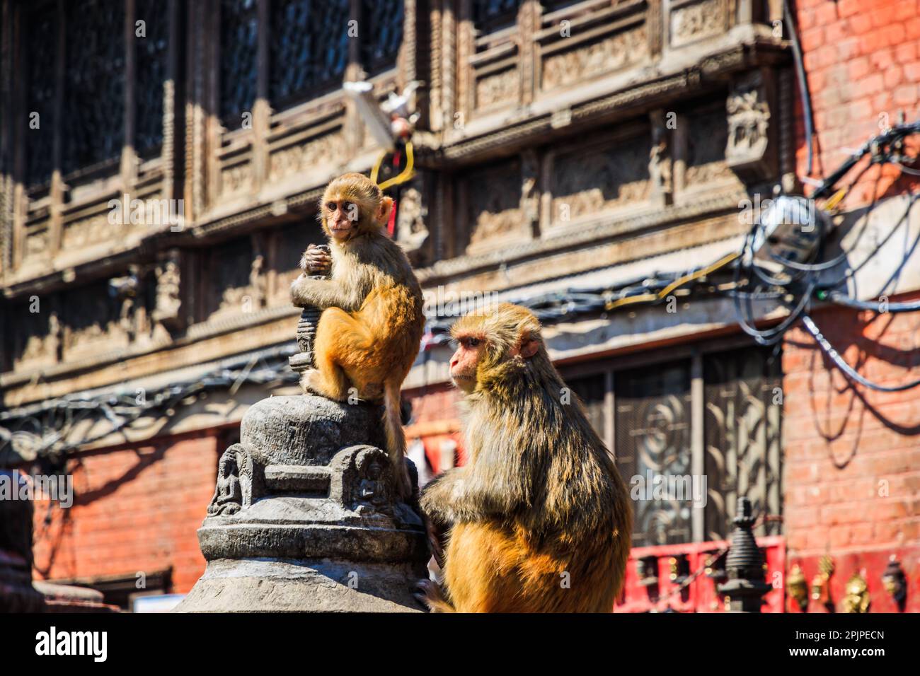 UNESCO World Heritage Site Swayambhunath Monkey Temple of Buddhists and ...