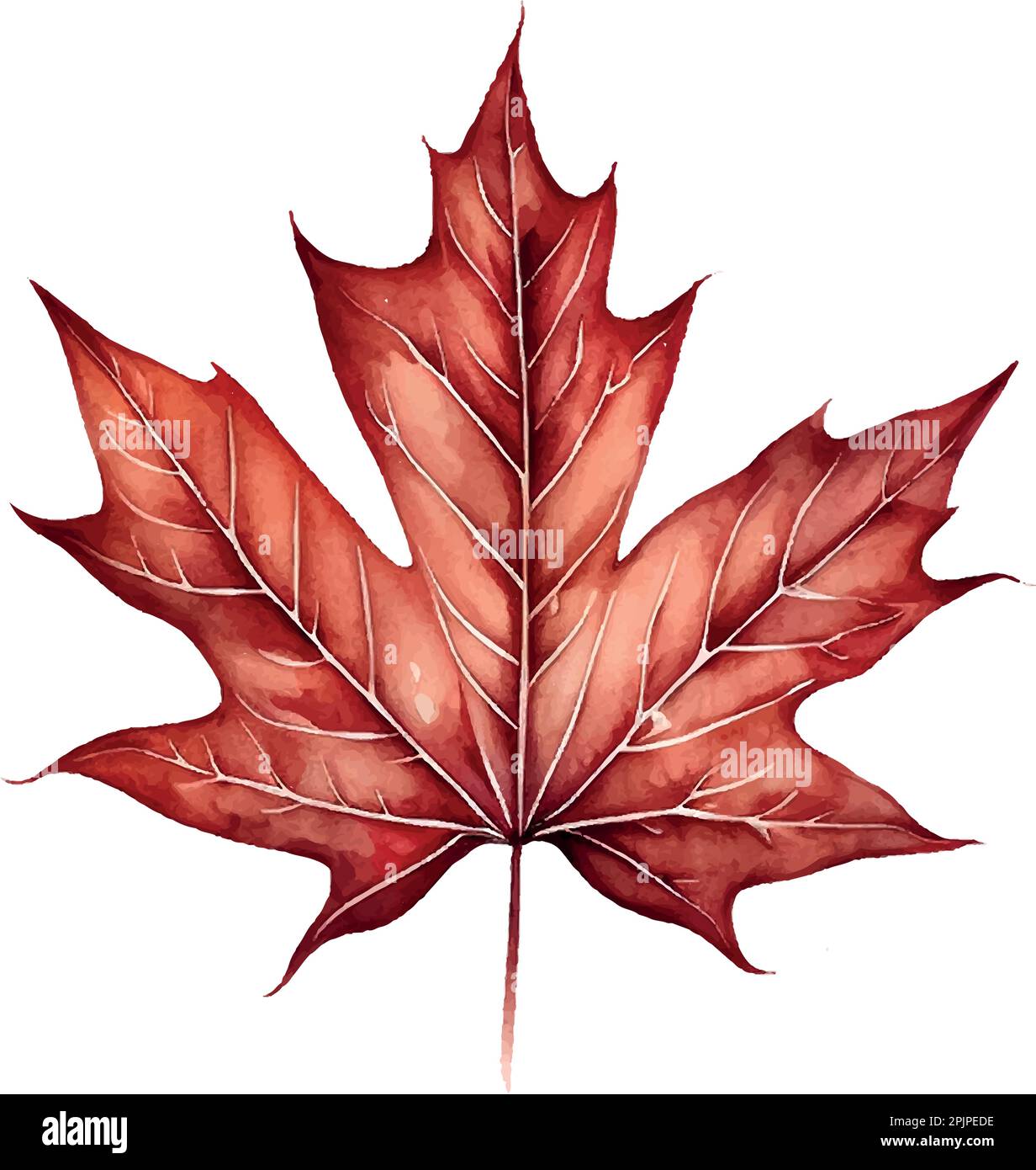 Watercolor Canada Stylized Red Maple Leaf - vector art Stock Vector Image & Art - Alamy