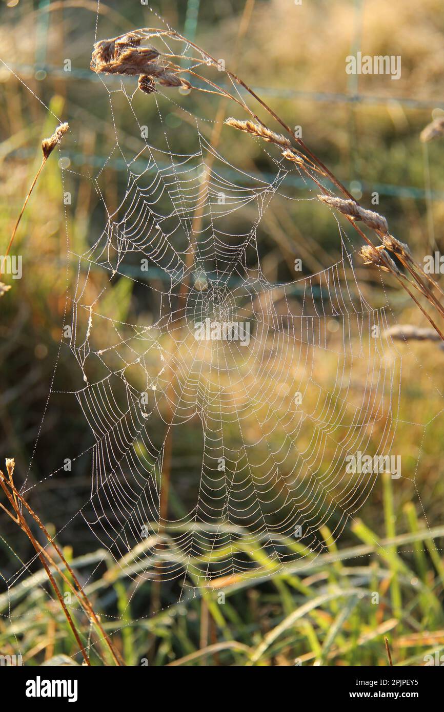 A Large Spiders Web Between Grass Stalks Stock Photo - Alamy