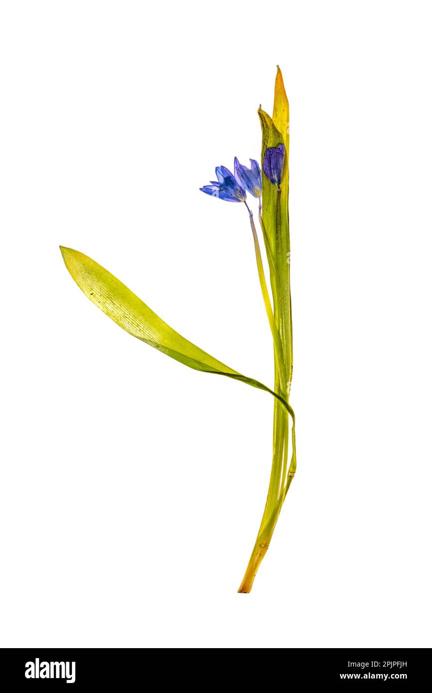 A sprig of a dried flower from a herbarium on a white background Stock ...