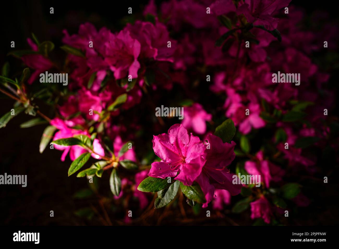 Azaleas are seen during a practice for the Masters golf tournament at ...