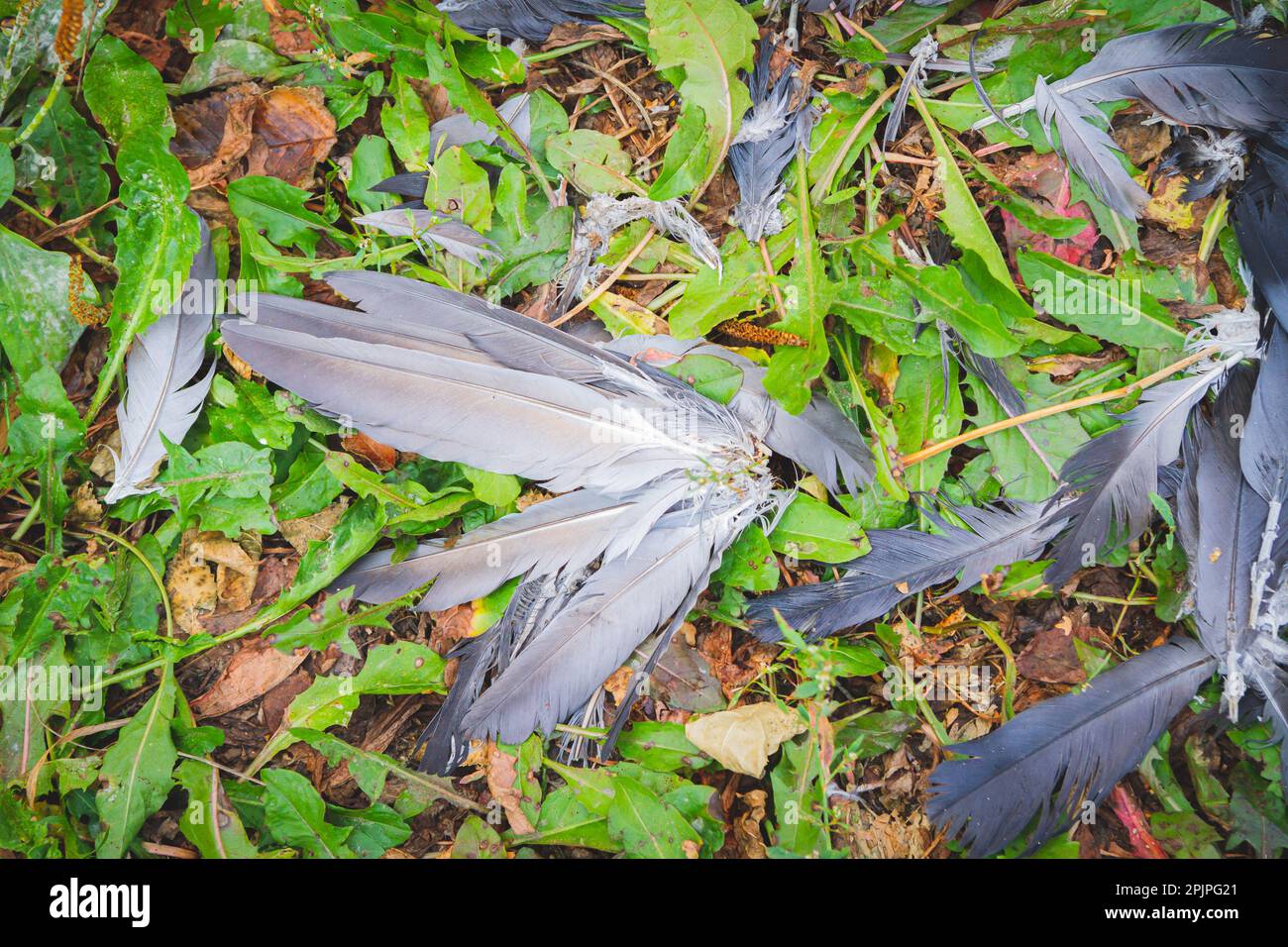 Bird feathers on grass. Remains of bird after attack. Disheveled ...