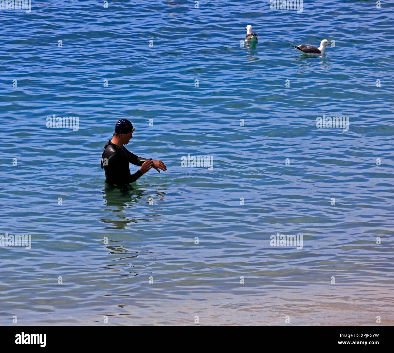 Serious swimmer in a wetsuit timing his swim on a public beach ...