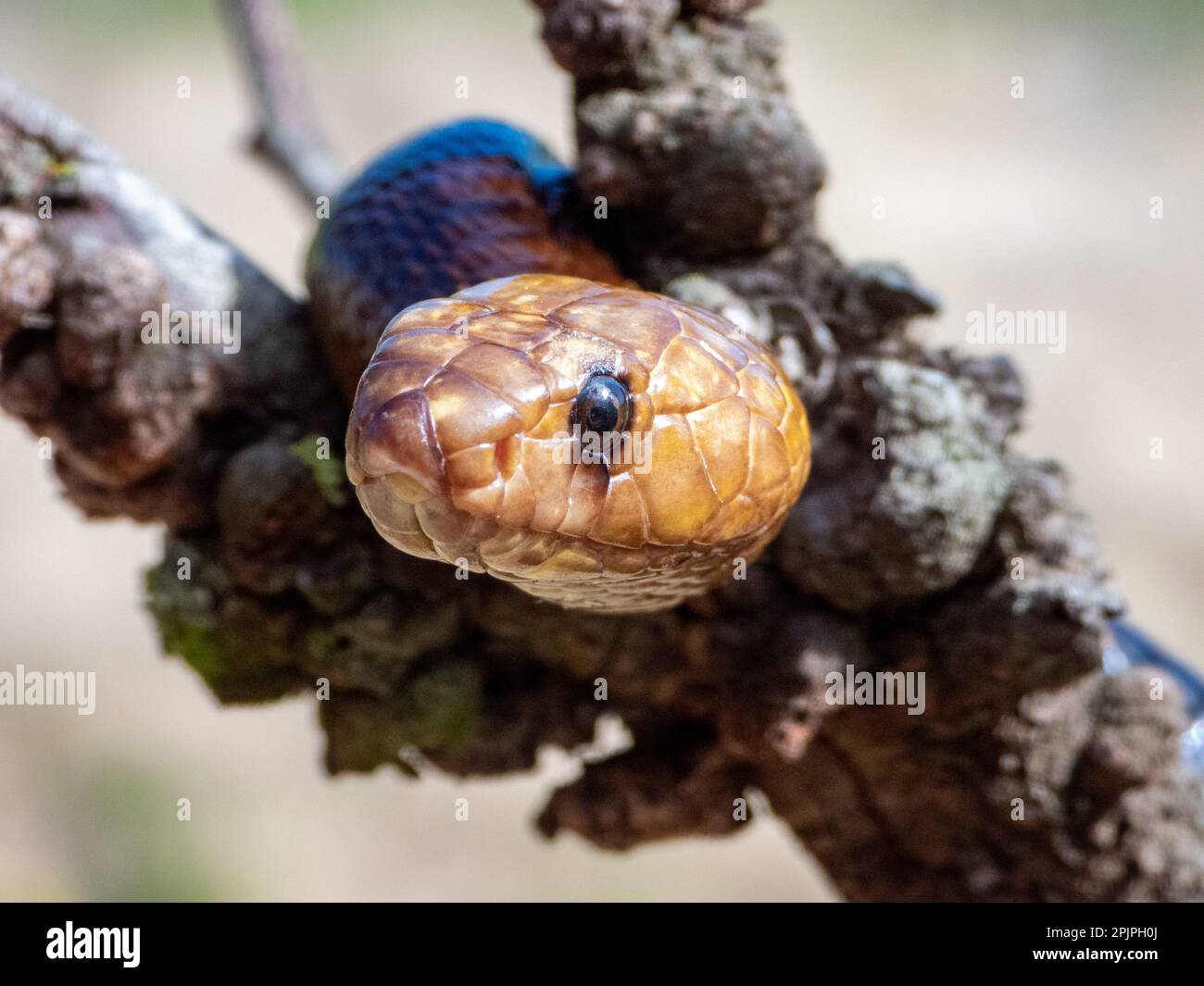 Yellow cape cobra hi-res stock photography and images - Alamy