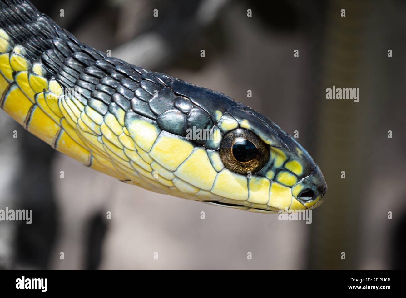 Curled stance hi-res stock photography and images - Alamy