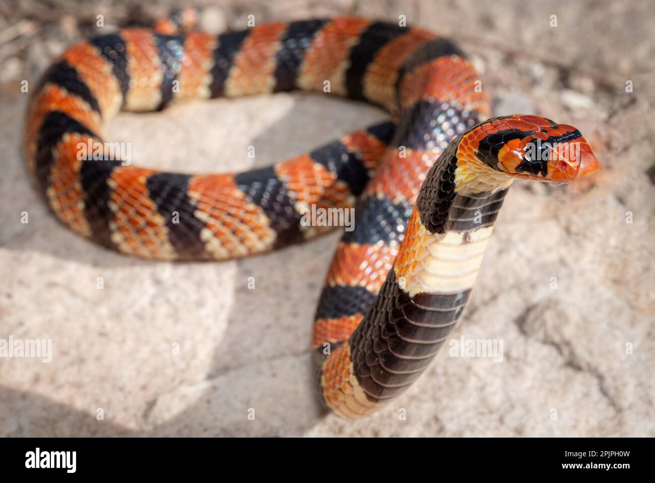 Coiling snake hi-res stock photography and images - Alamy