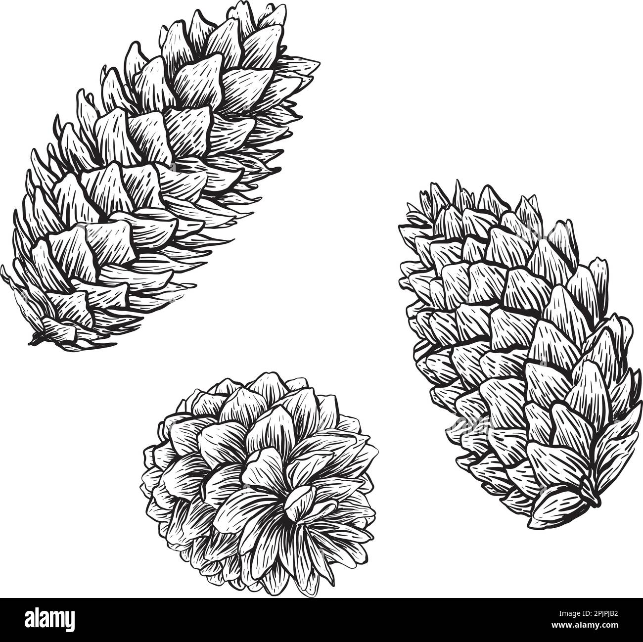 Spruce cones. Vector sketch illustrations. Watercolor image of fir cone ...