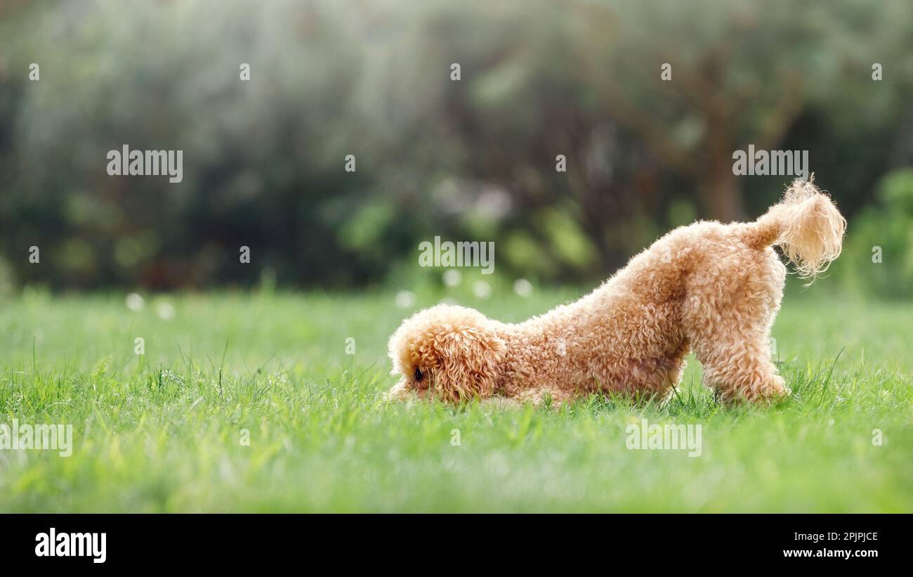 Brown young poodle on a green sunny summer nature background. The dog ...