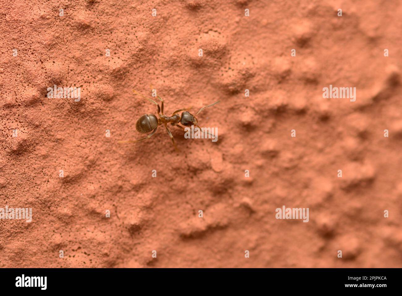 Garden ant (Genus Lasius) alone on a stone wall, macro photography ...