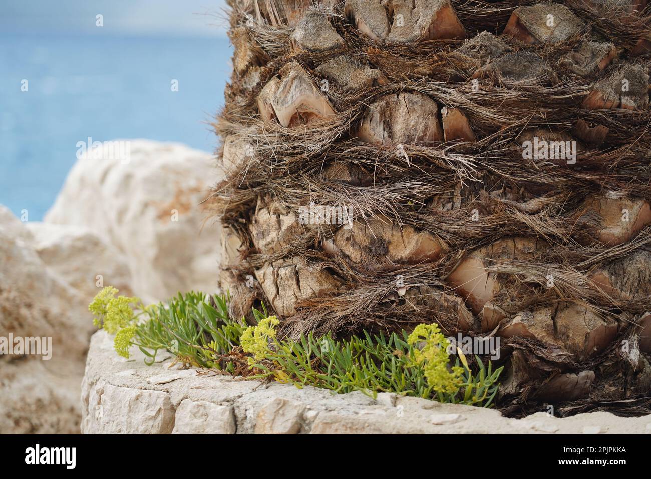 A high-resolution, close-up shot of the intricate details on the trunk ...
