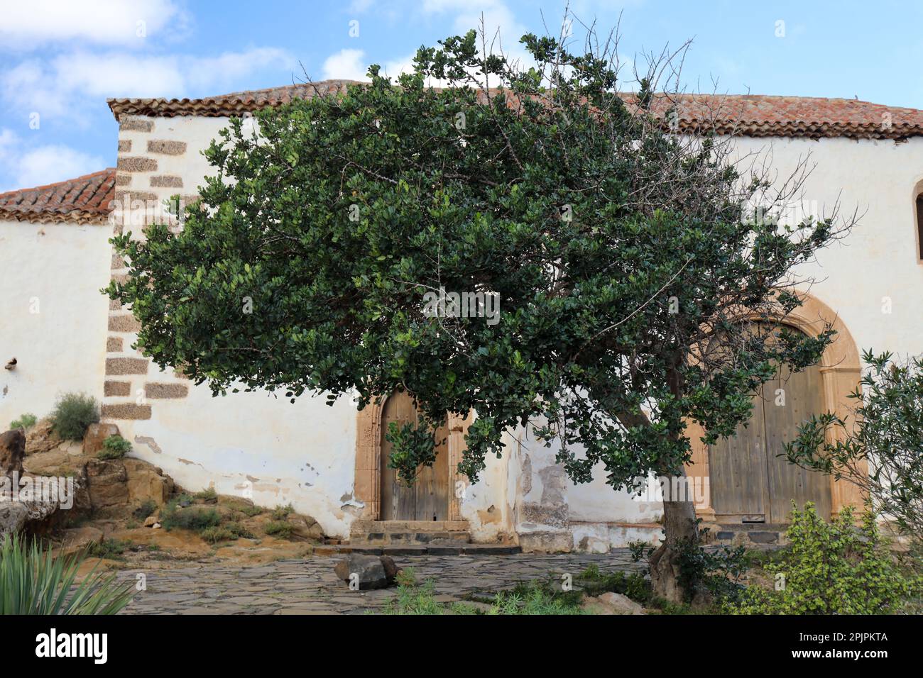 Residential house with a tree in front Stock Photo - Alamy