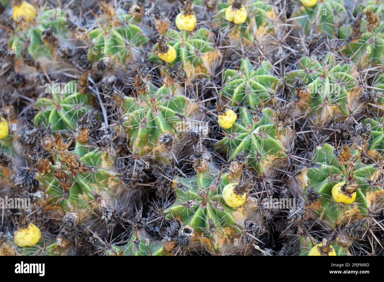 Close-up detail of a group of Ferocactus Robustus cactus from above ...
