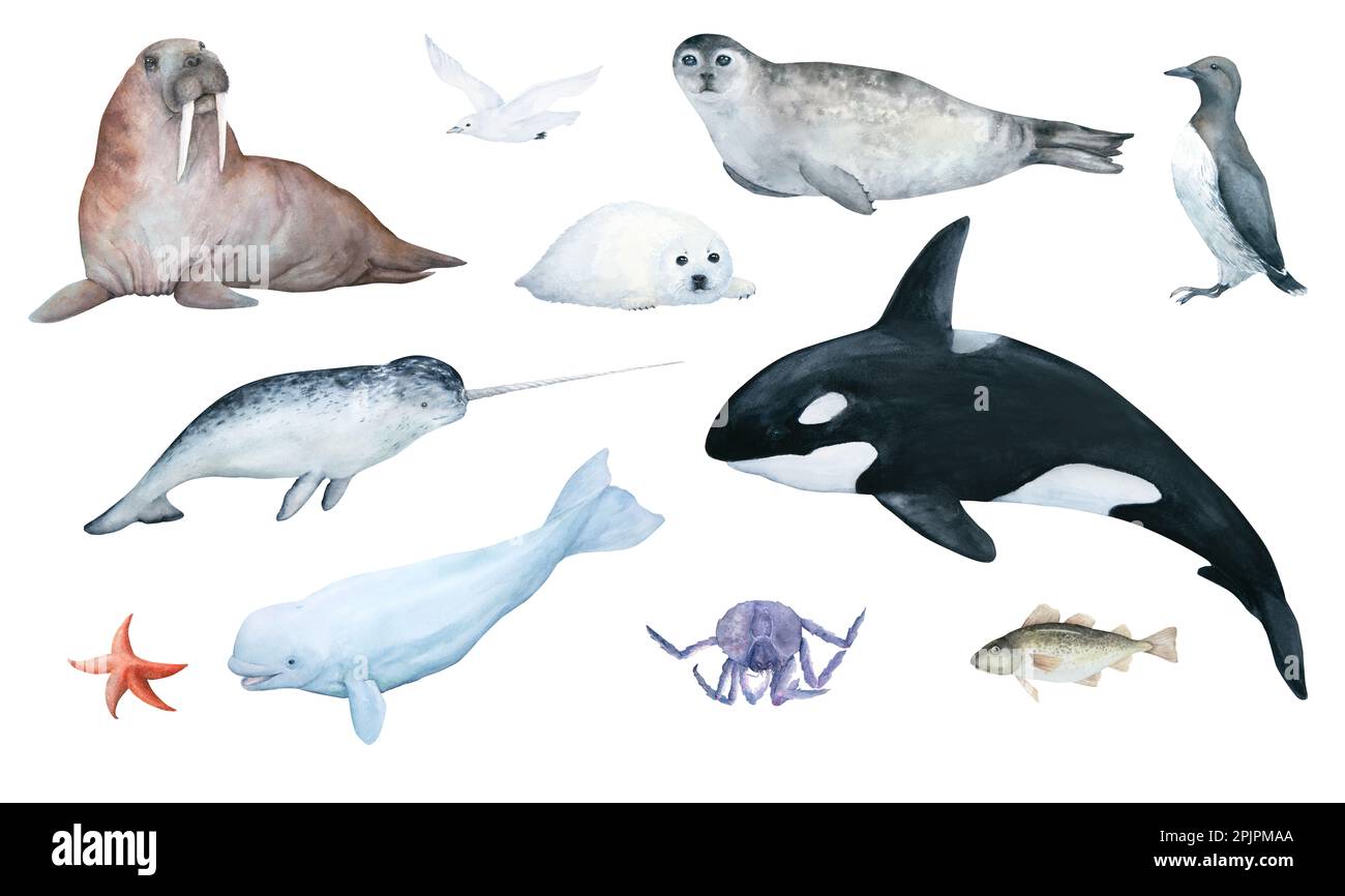 watercolor illustration set. North sea animals, birds, fishes. Orca ...