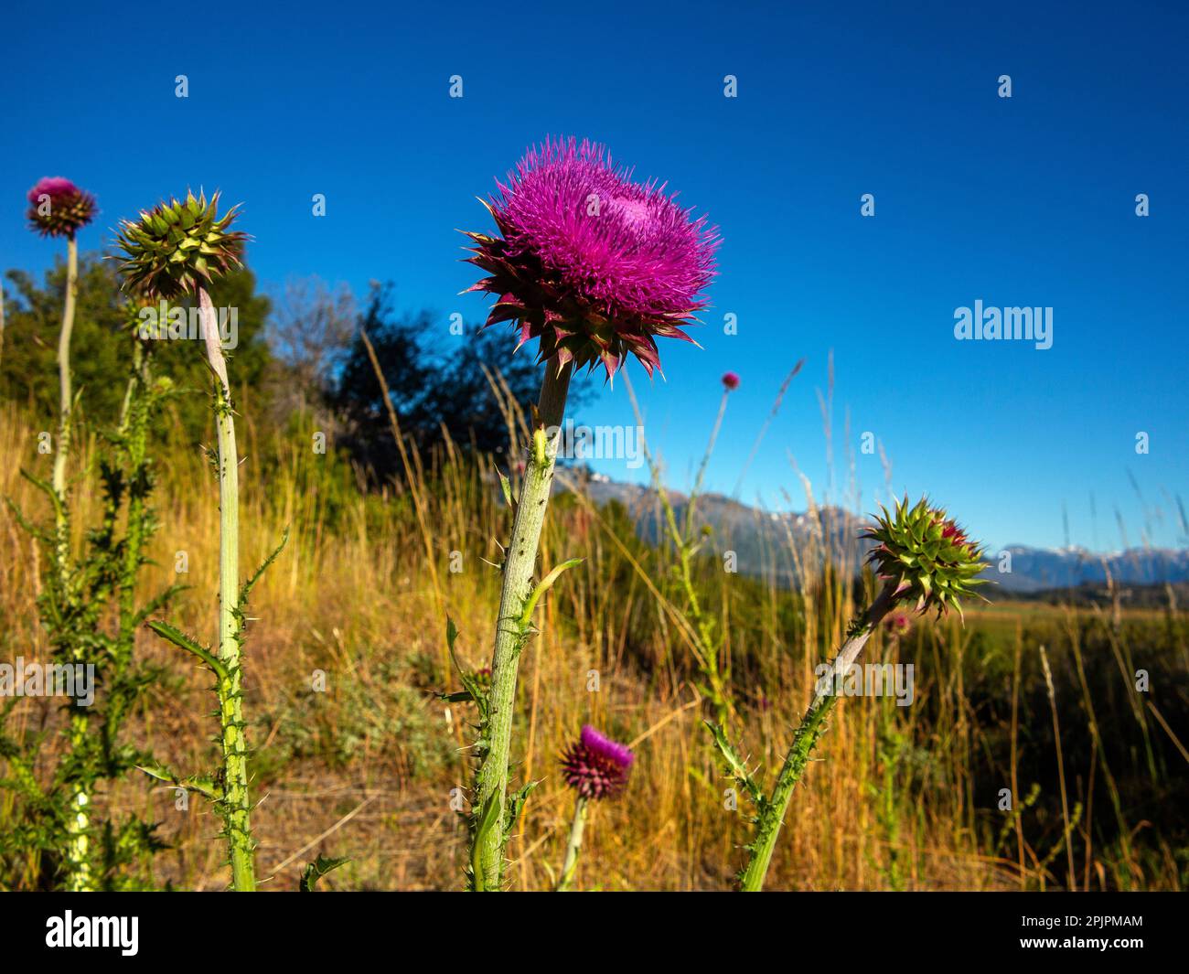 Cardus hi-res stock photography and images - Alamy