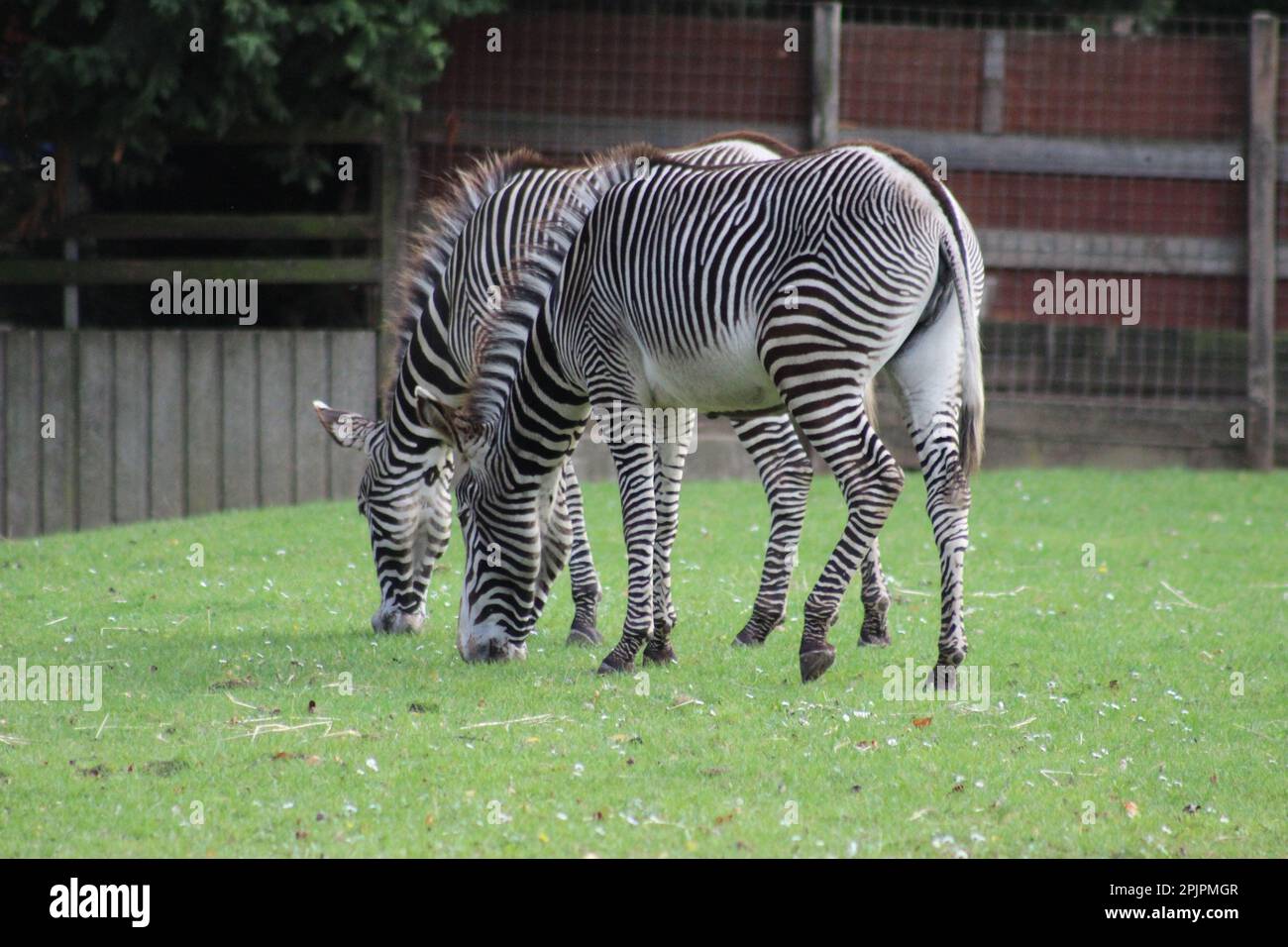 Zebras at Banham Zoo Stock Photo - Alamy