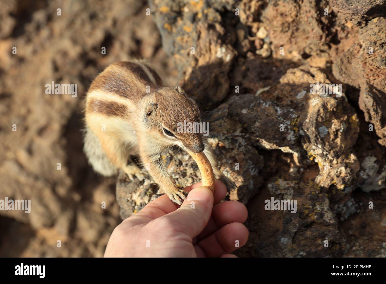 Close-up of a Chipmunk eating snack from a human hand on the top of a ...