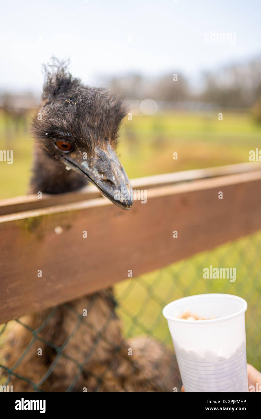 People feeding ostrich in contact zoo with domestic animals and people ...