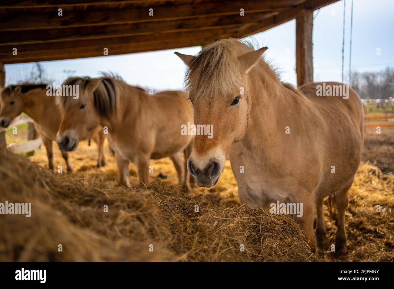 The Fjord horse or Norwegian Fjord Horse. Horse in a stable eating hay ...
