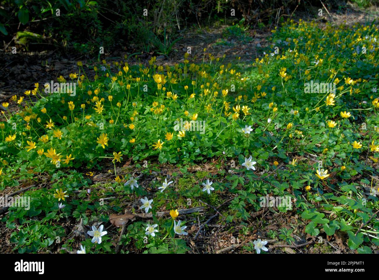 Deciduous woodland flowers hi-res stock photography and images - Alamy