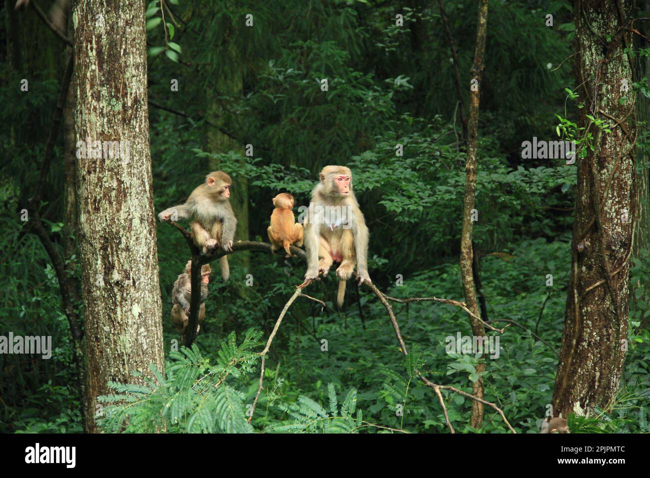 Three cute monkeys perched on a thick tree branch in a lush forest ...