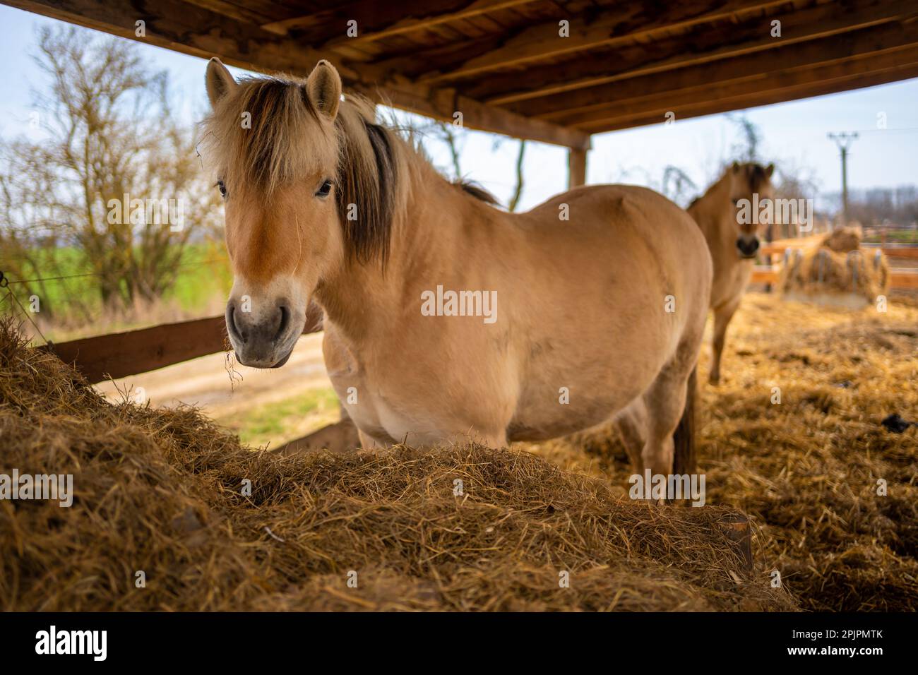The Fjord horse or Norwegian Fjord Horse. Horse in a stable eating hay ...