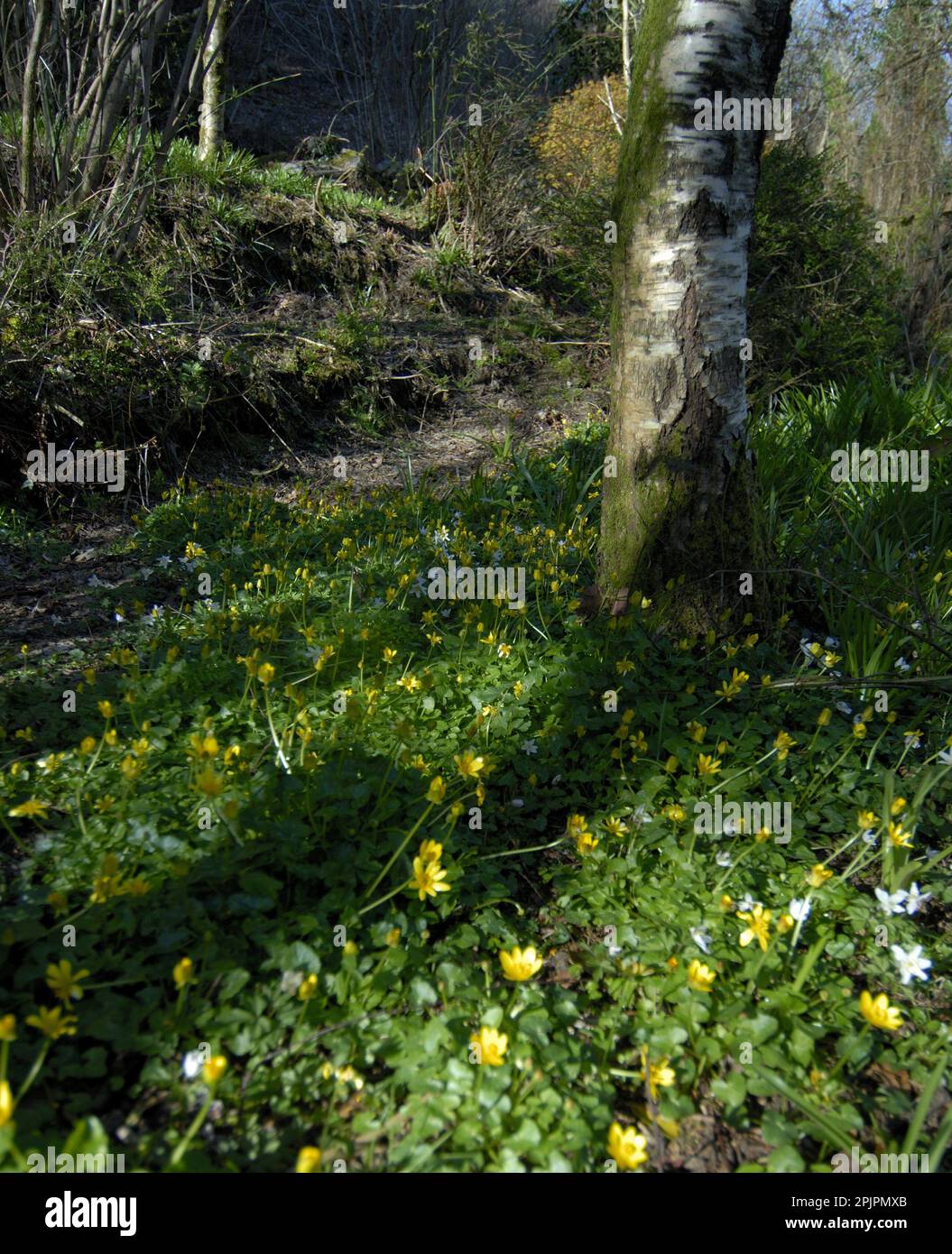 First spring colour in broadleaf woodlands hi-res stock photography and ...