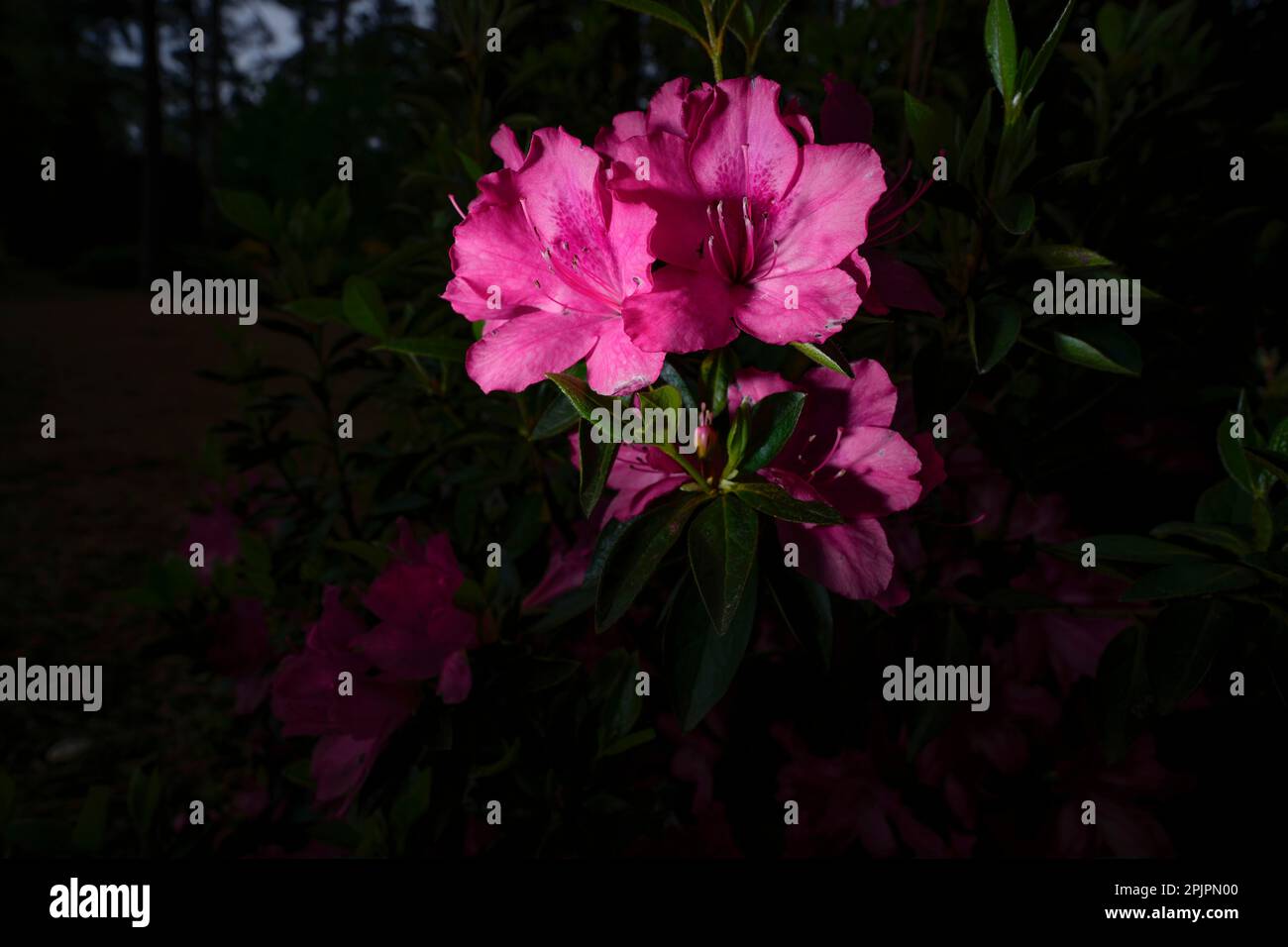 Azaleas are seen during a practice for the Masters golf tournament at ...
