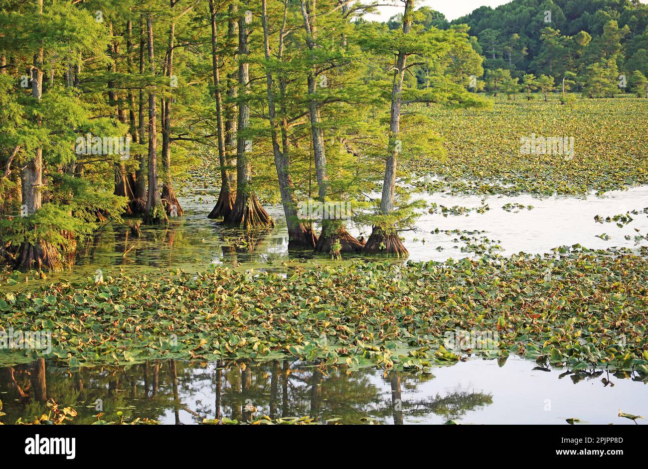 Reflection in Reelfoot Lake State Park, Tennessee Stock Photo - Alamy