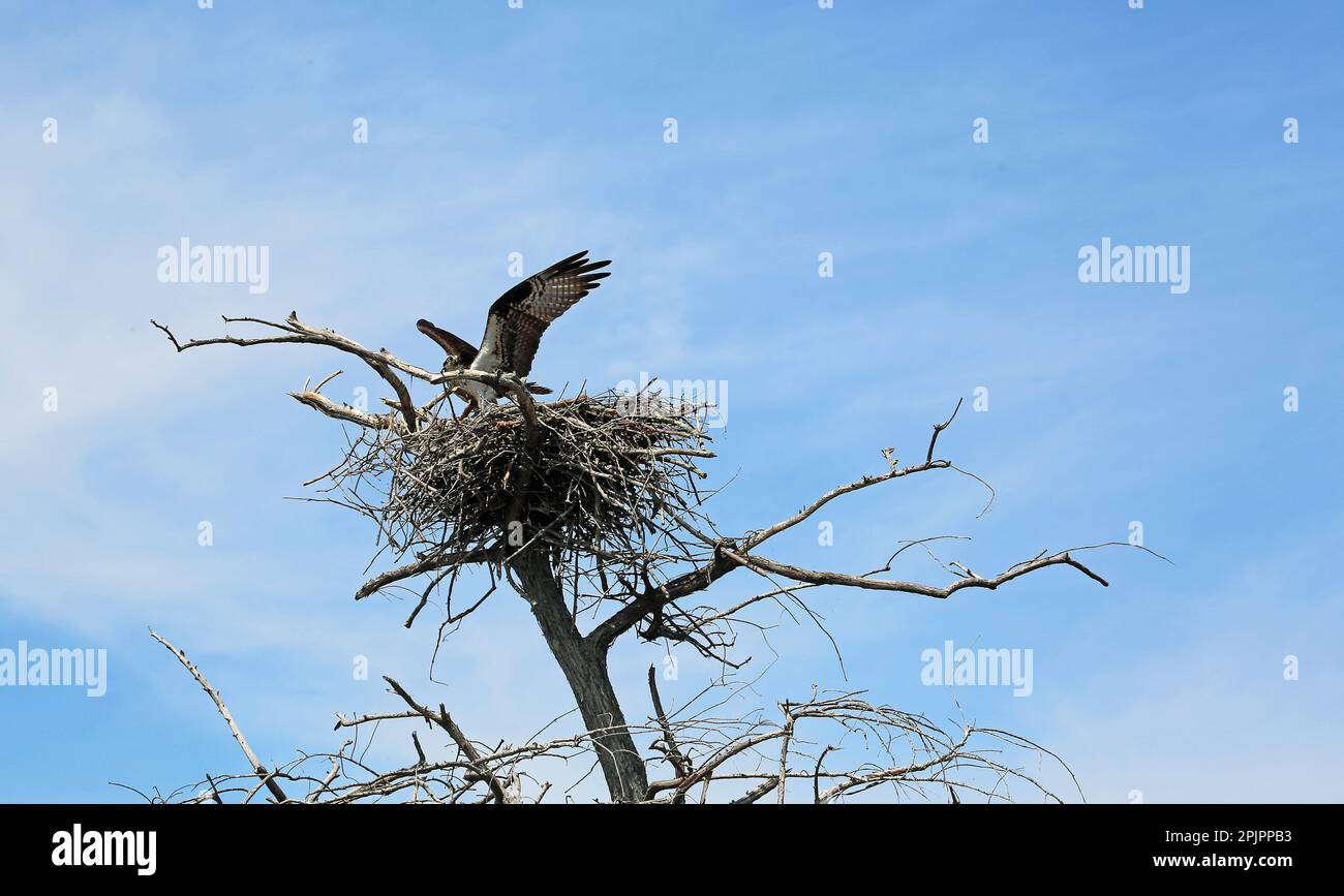 Anxiety in Osprey nest - Reelfoot Lake State Park, Tennessee Stock ...