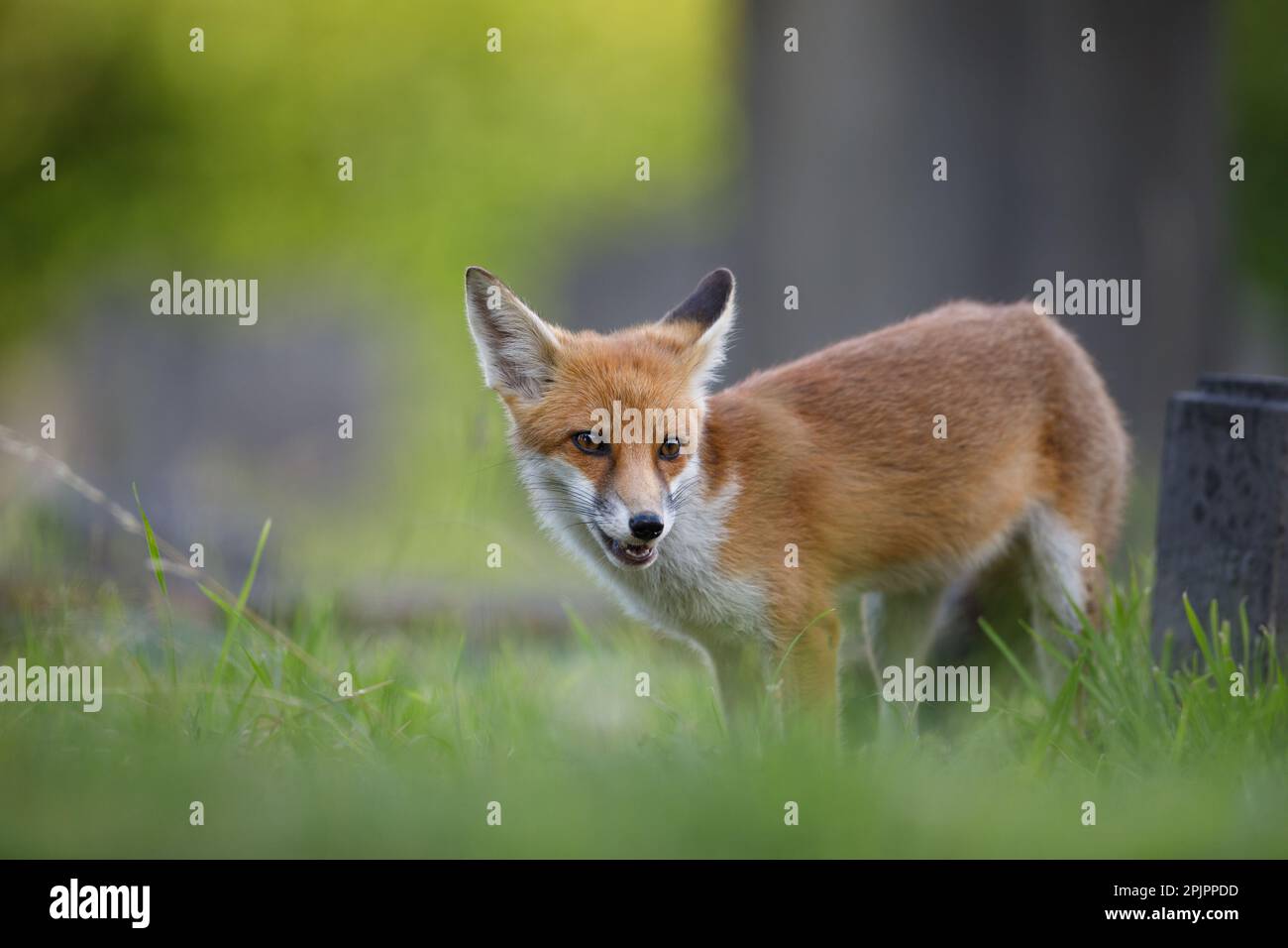 Red fox amongst gravestones Stock Photo - Alamy