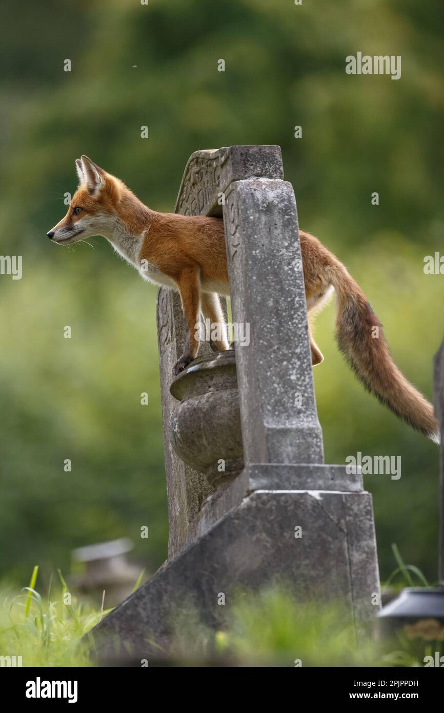 Graves in a beautiful setting hi-res stock photography and images - Alamy