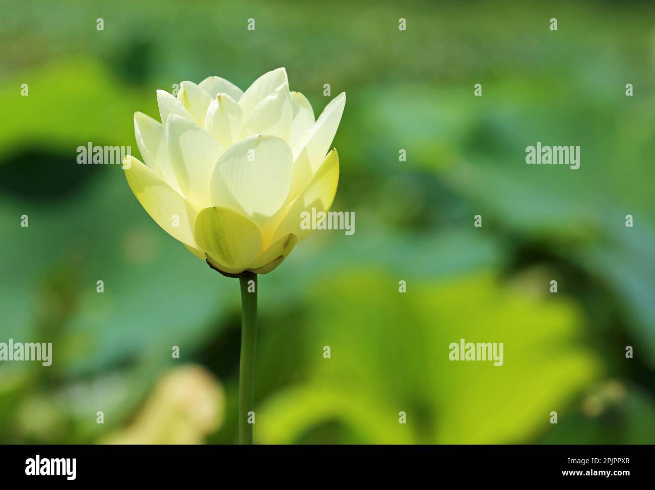 Tennessee State Flower