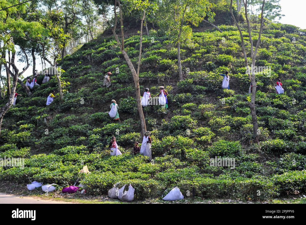 Non Exclusive: 03 April 2023 , Sylhet-Bangladesh: Tea pluckers are ...