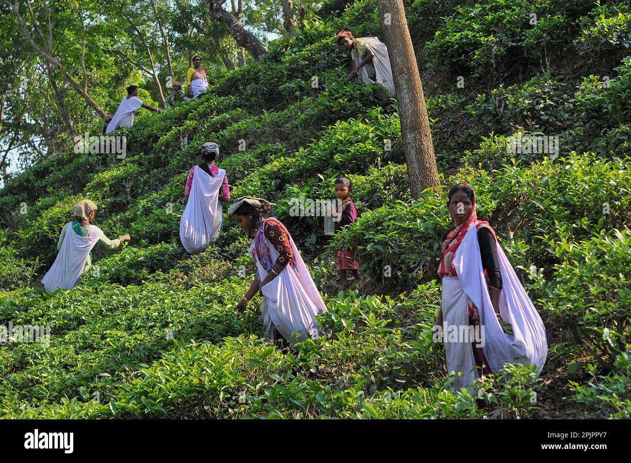 Non Exclusive: 03 April 2023 , Sylhet-Bangladesh: Tea pluckers are ...