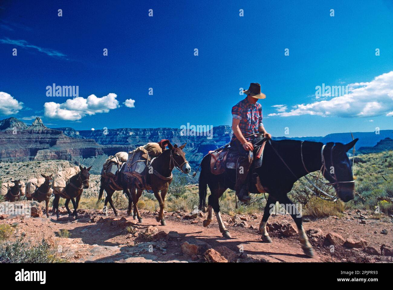 Grand Canyon of the Colorado, Arizona, mule train taking supplies to ...