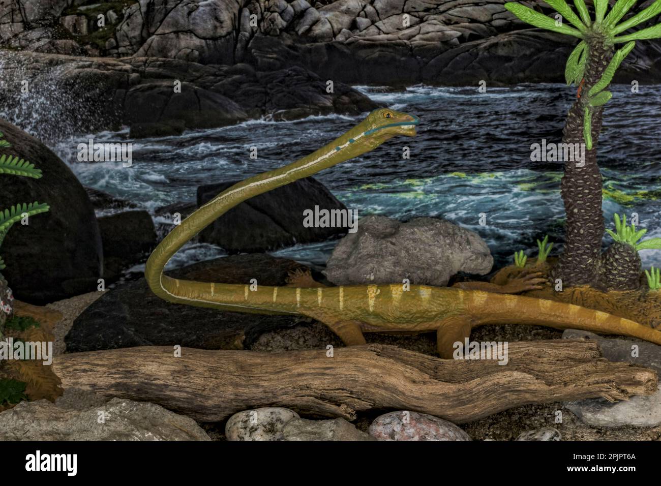 Tanystropheus Fossil