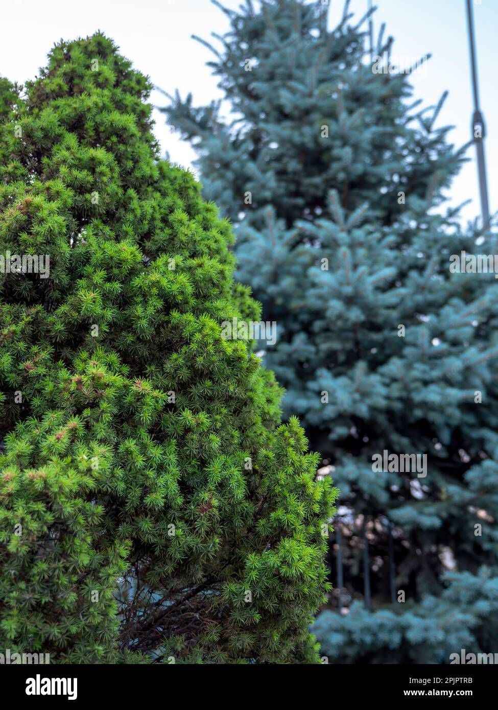 Blue spruce tree hi-res stock photography and images - Alamy