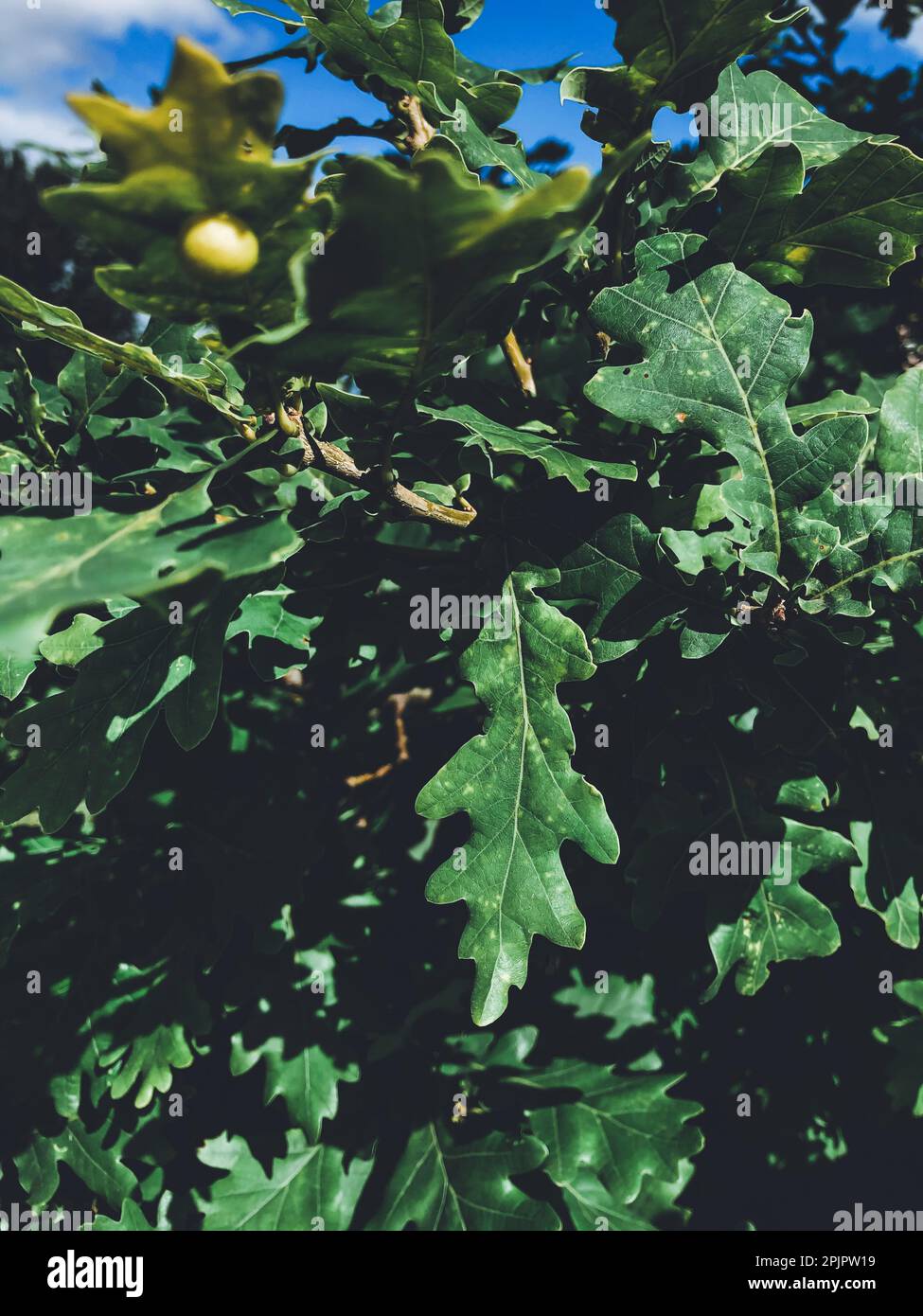 Towering oak tree hi-res stock photography and images - Alamy