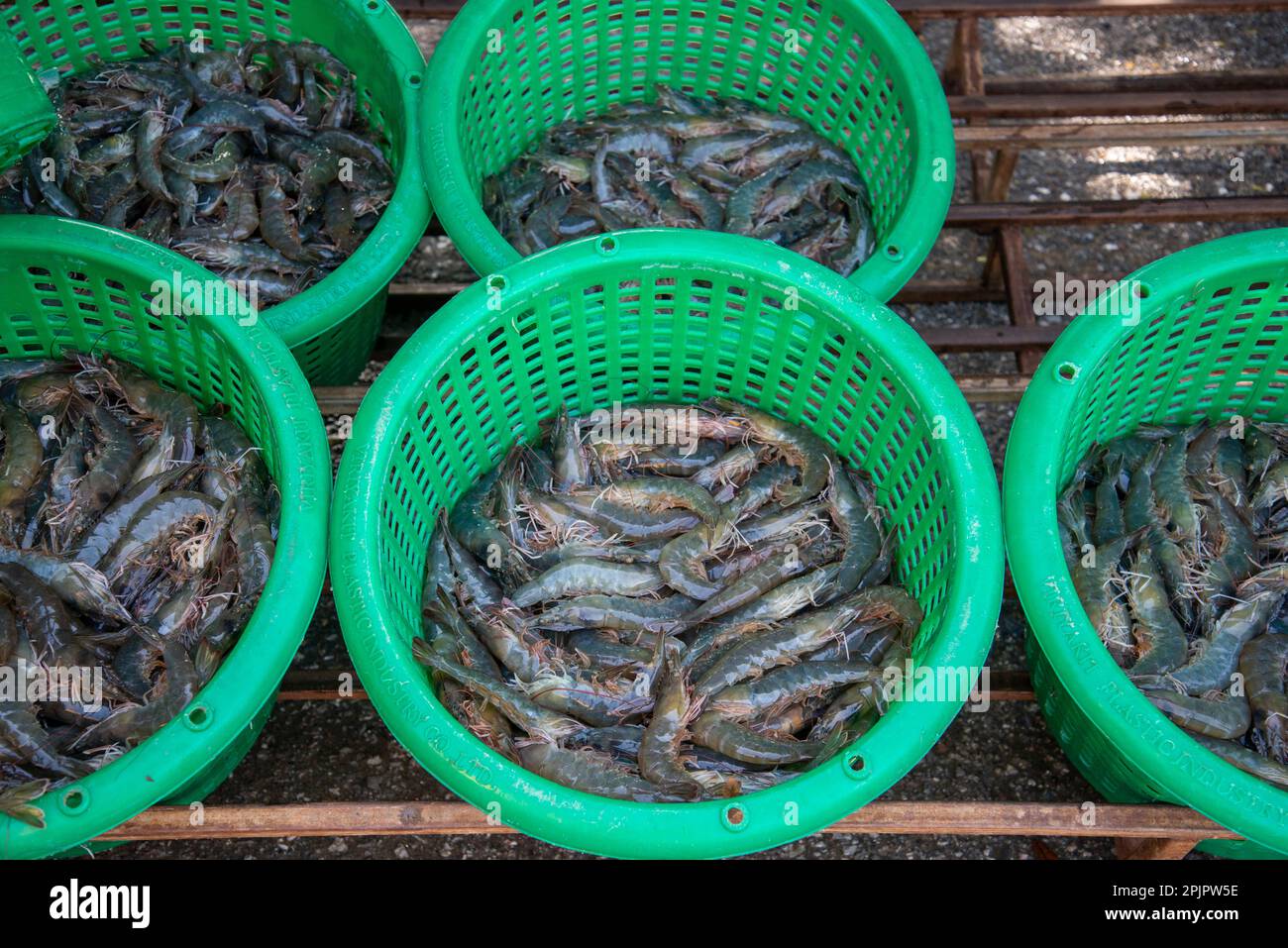 Prawn harvest hi-res stock photography and images - Alamy