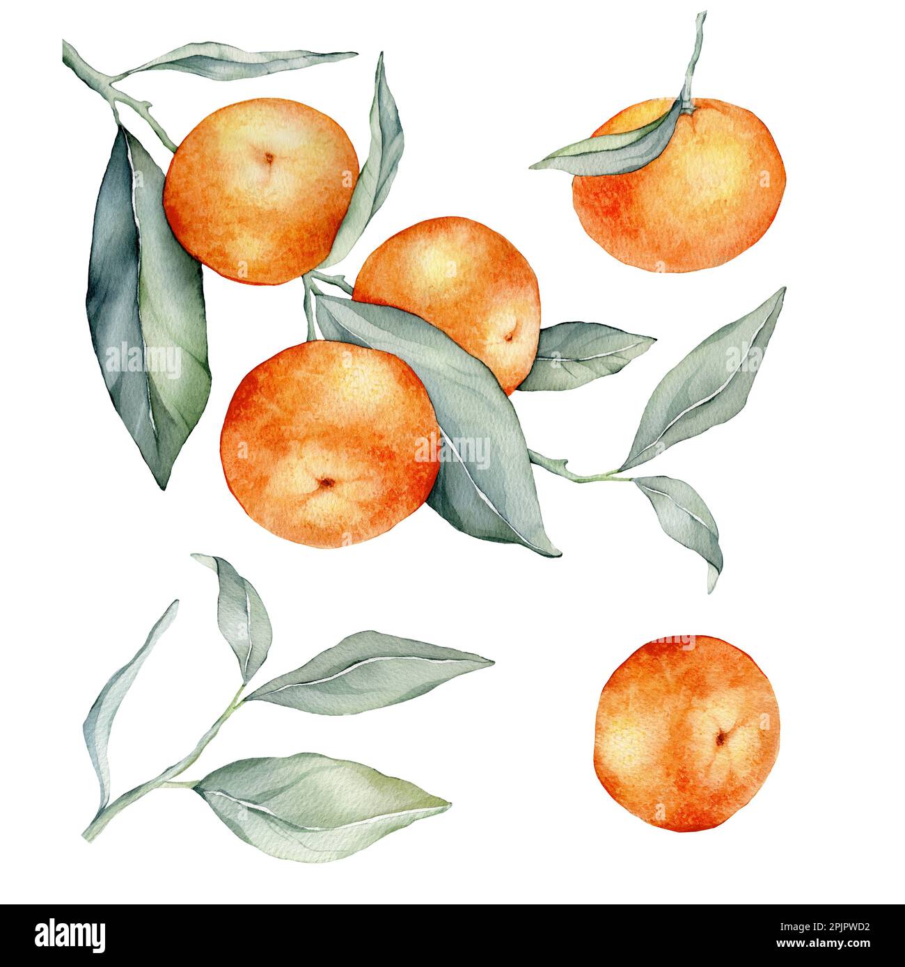 Set of mandarin branches with green leaves. Isolated. Watercolor ...