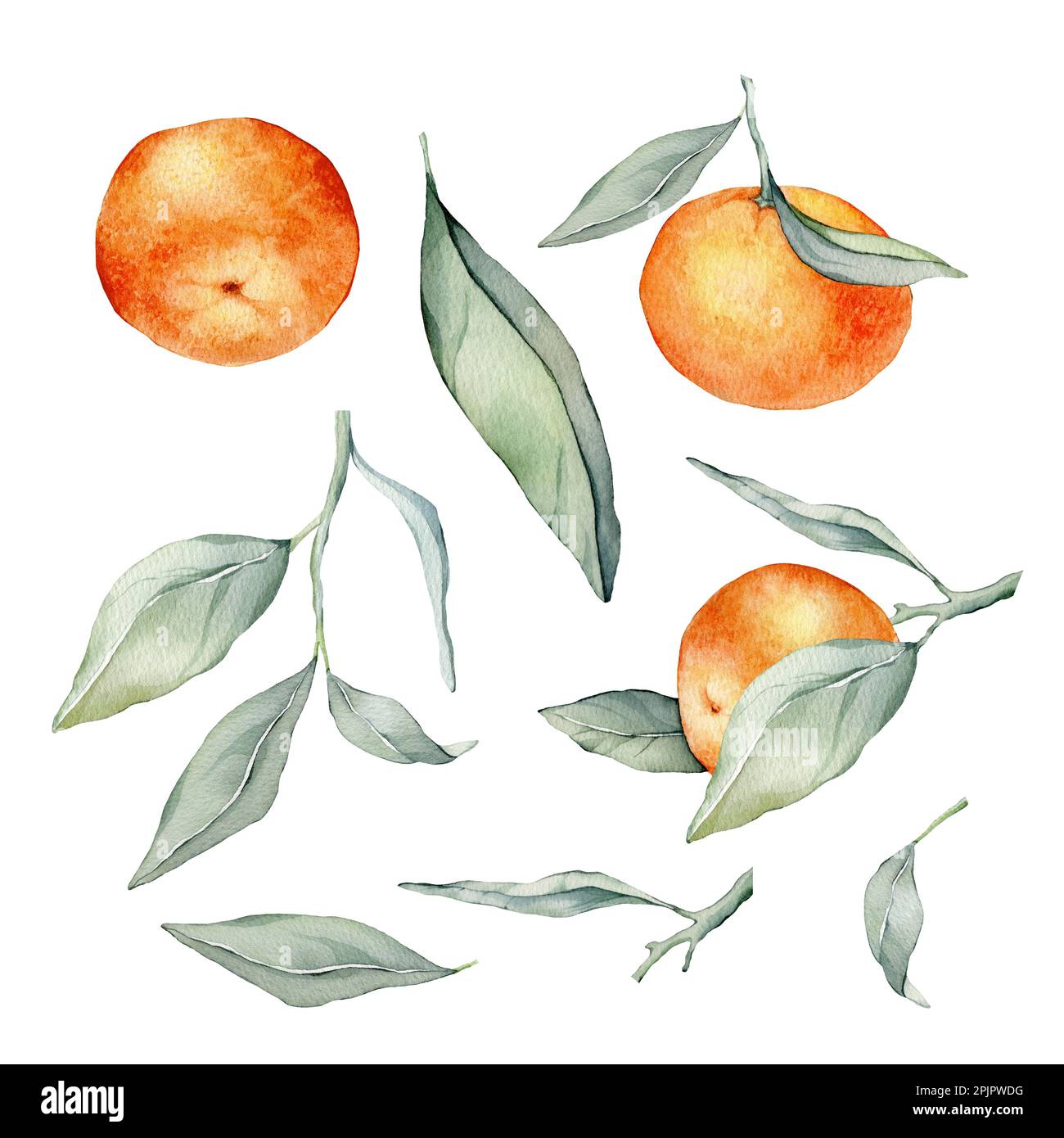 Set of mandarin branches with green leaves. Isolated. Watercolor ...